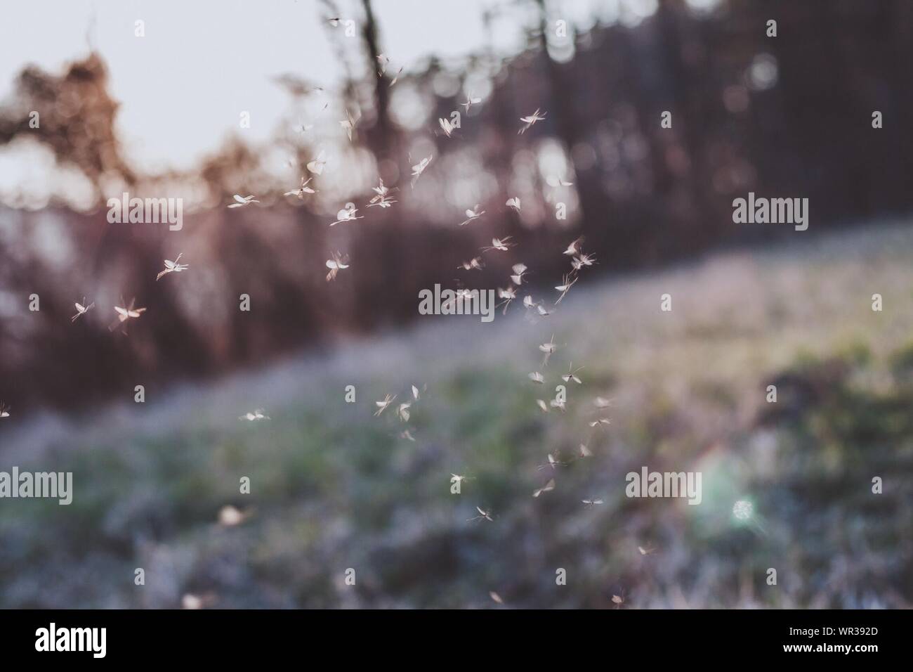 Field insects hi-res stock photography and images - Alamy