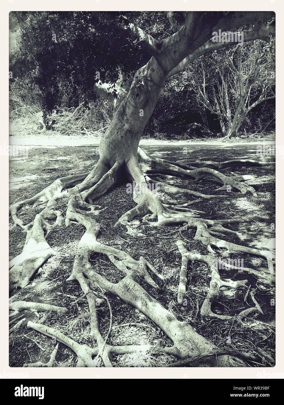 Old bizarre root hi-res stock photography and images - Alamy