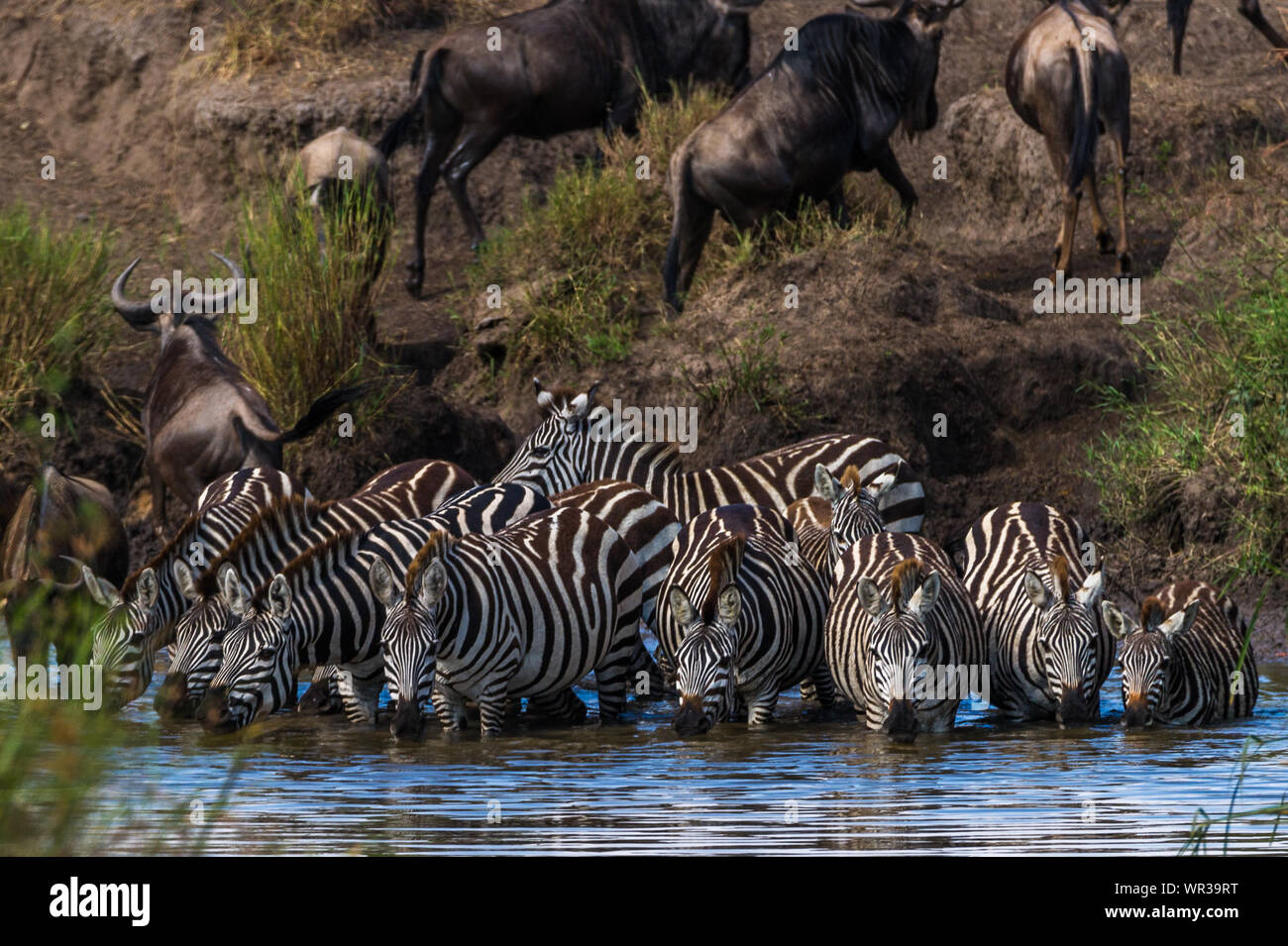 Zebras Drinking Water At Lake Stock Photo - Alamy