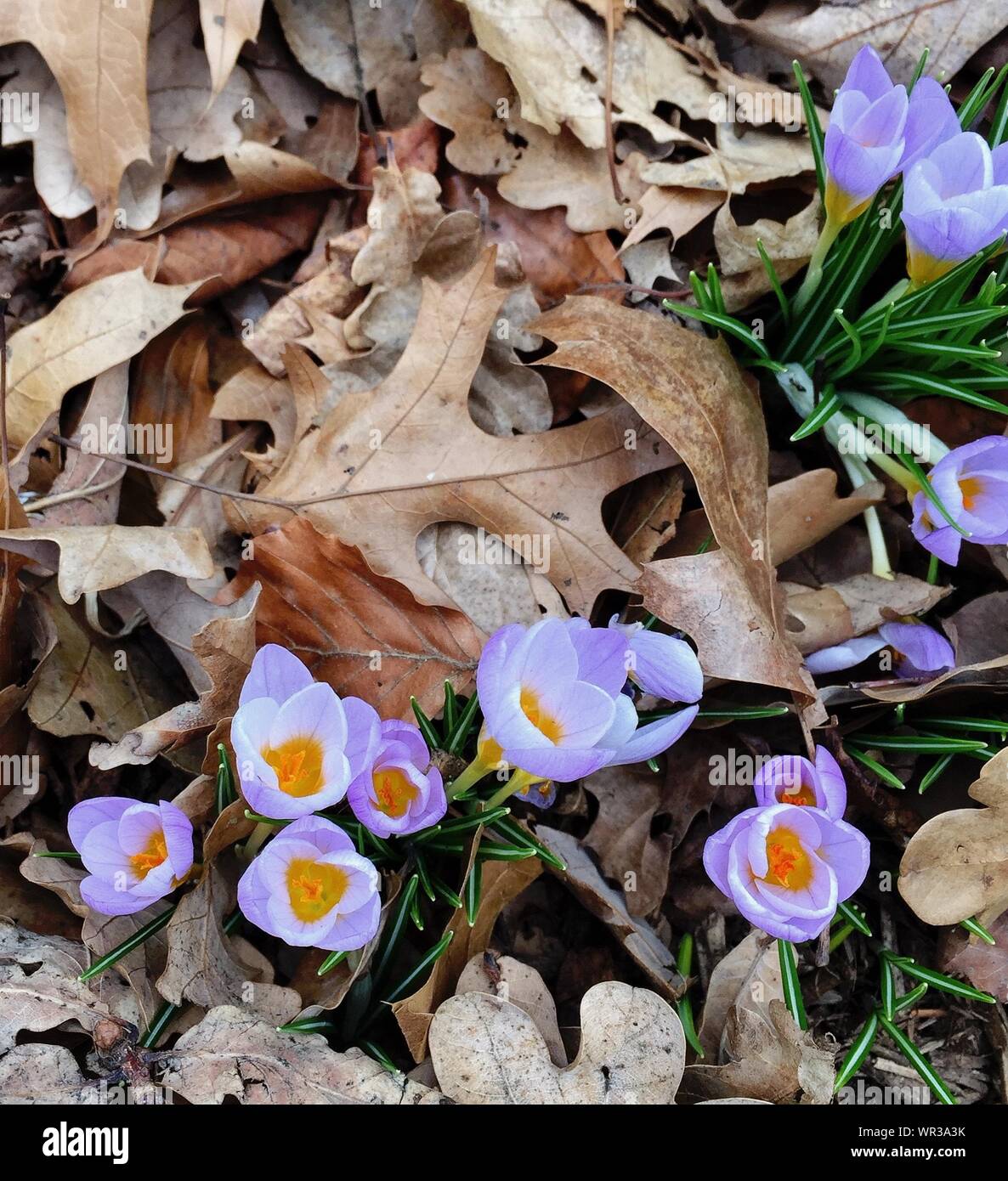 New plant emerging hi-res stock photography and images - Alamy