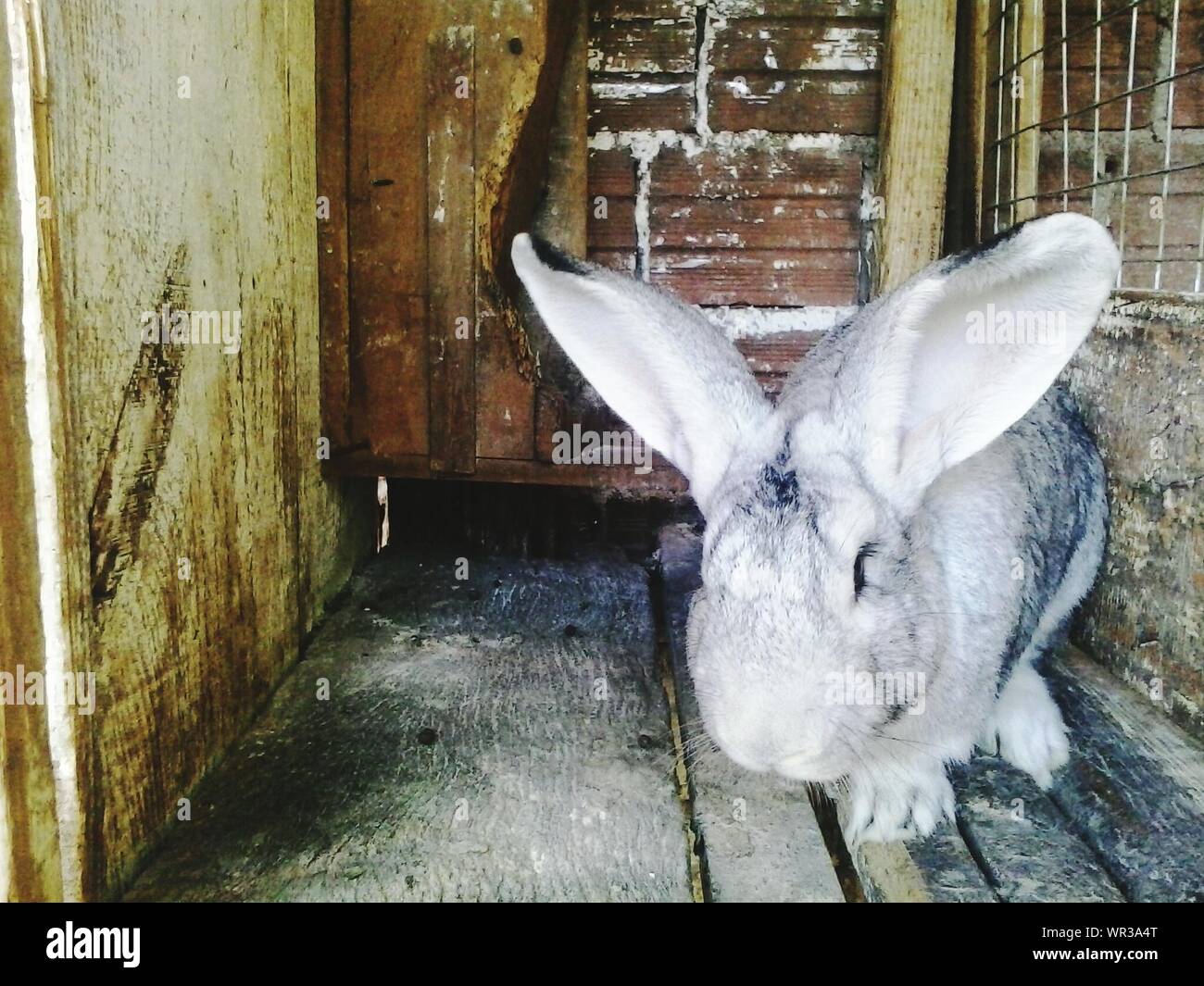 Trapped rabbit hi-res stock photography and images - Alamy
