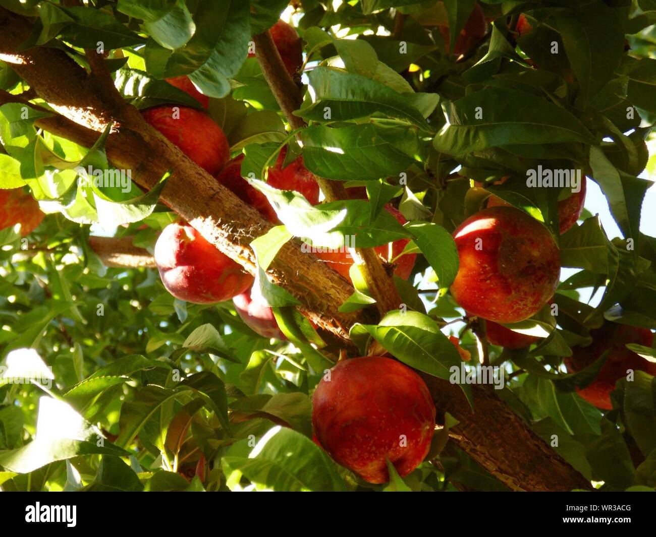 Peaches tree hi-res stock photography and images - Alamy