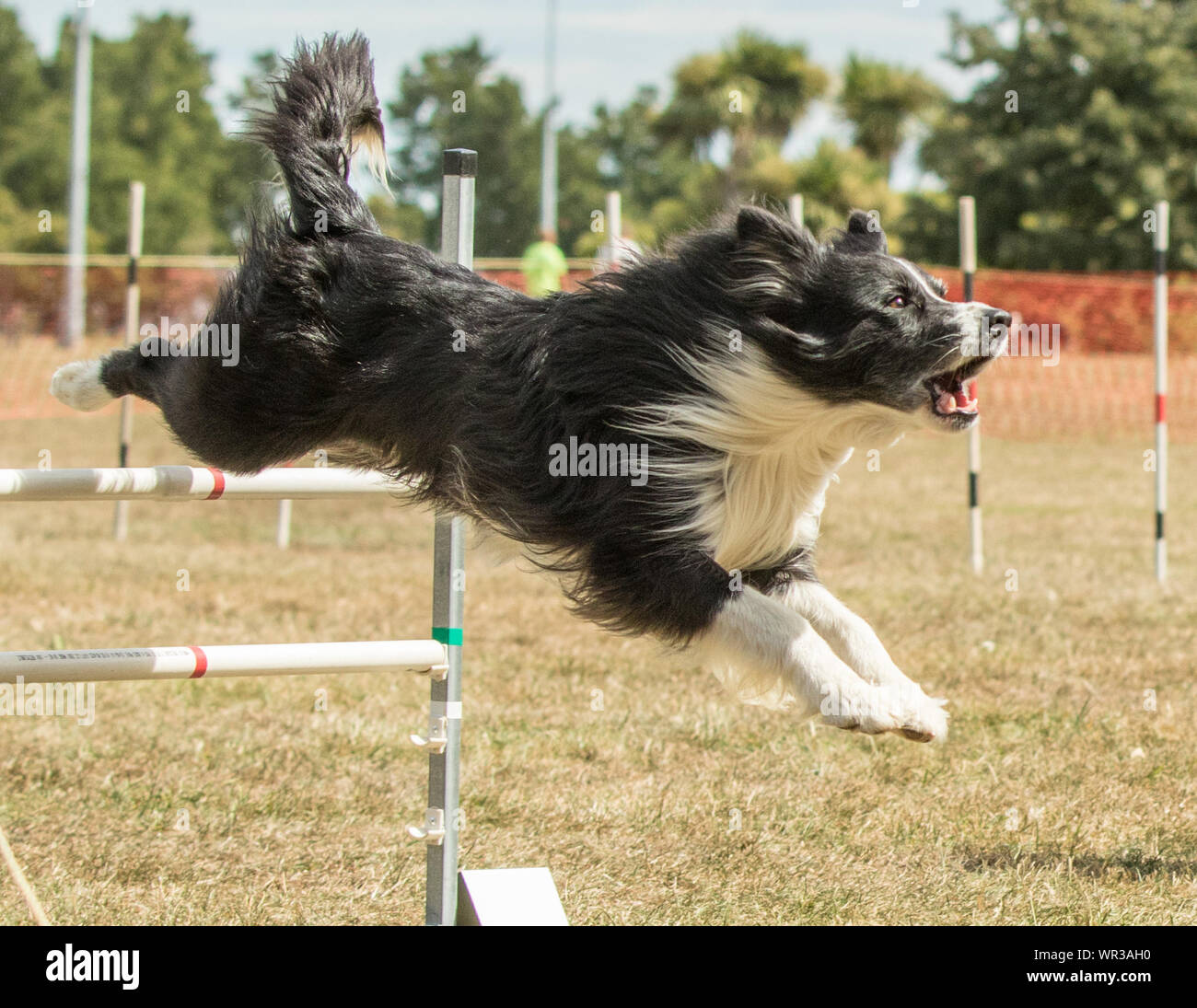 Dog Jumping Up Side View High Resolution Stock Photography and Images ...