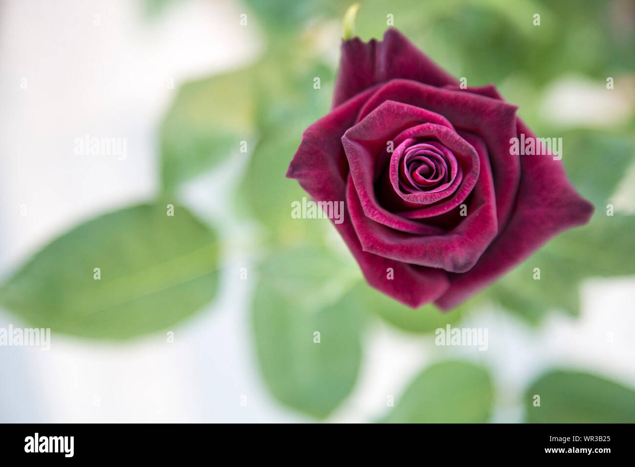 Maroon rose hi-res stock photography and images - Alamy