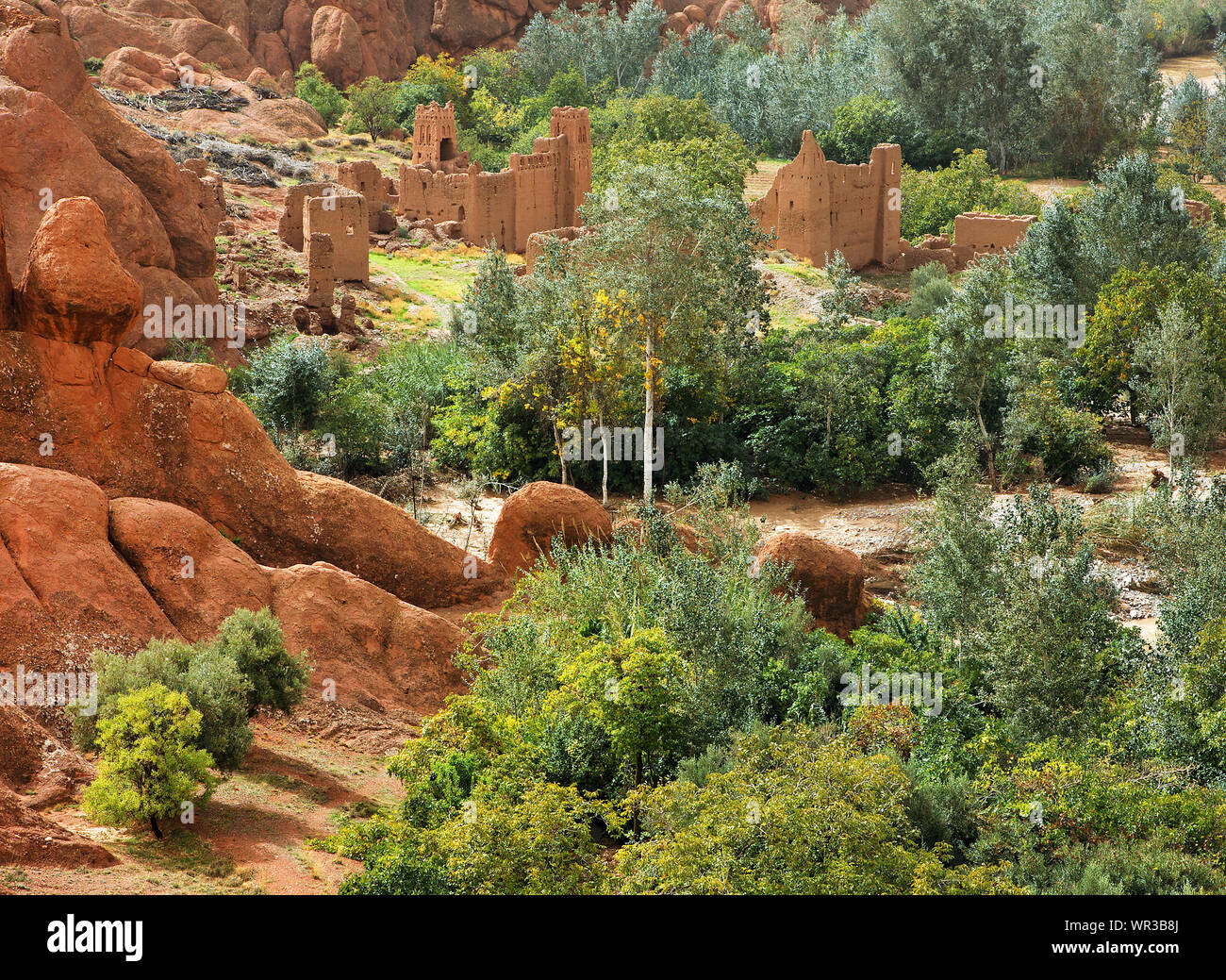 Growing trees africa hi-res stock photography and images - Alamy