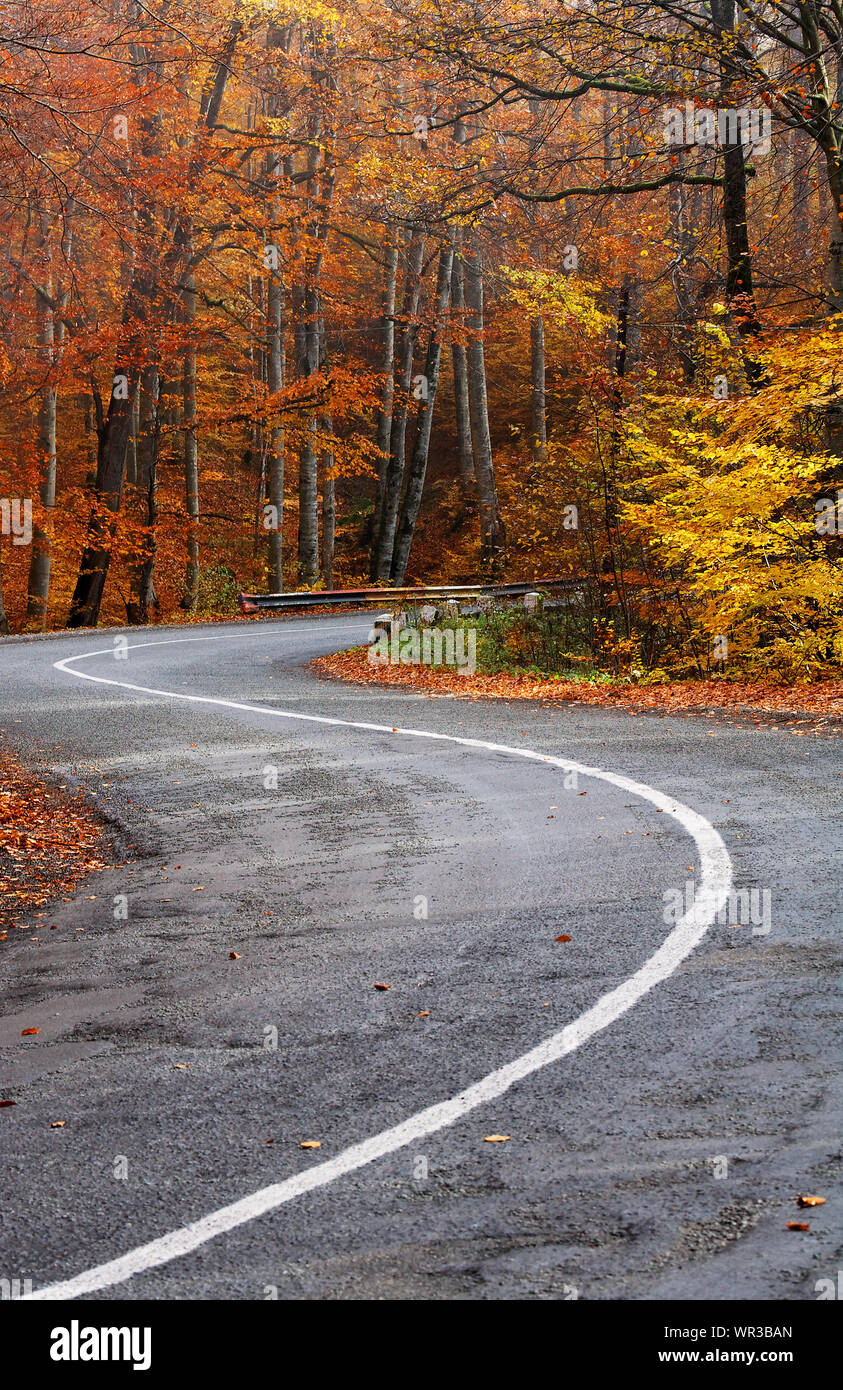 Tree curved forest hi-res stock photography and images - Alamy