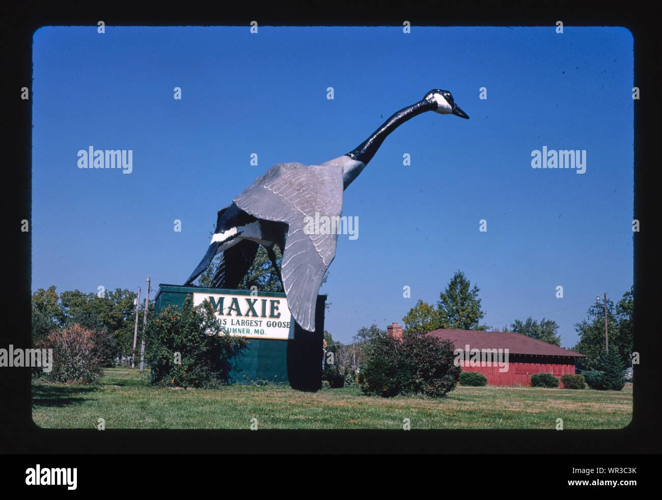 Maxie-world's largest goose, Sumner, Missouri Stock Photo - Alamy