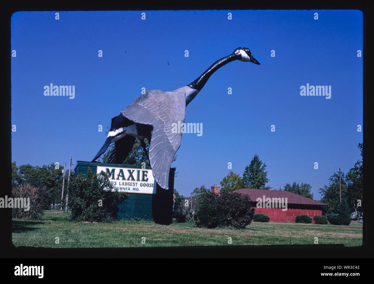 Maxie-world's largest goose, Sumner, Missouri Stock Photo - Alamy