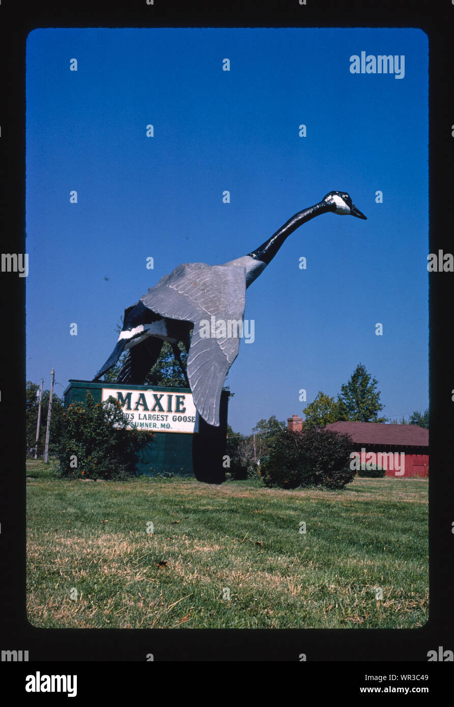 Maxie-world's largest goose, Sumner, Missouri Stock Photo - Alamy