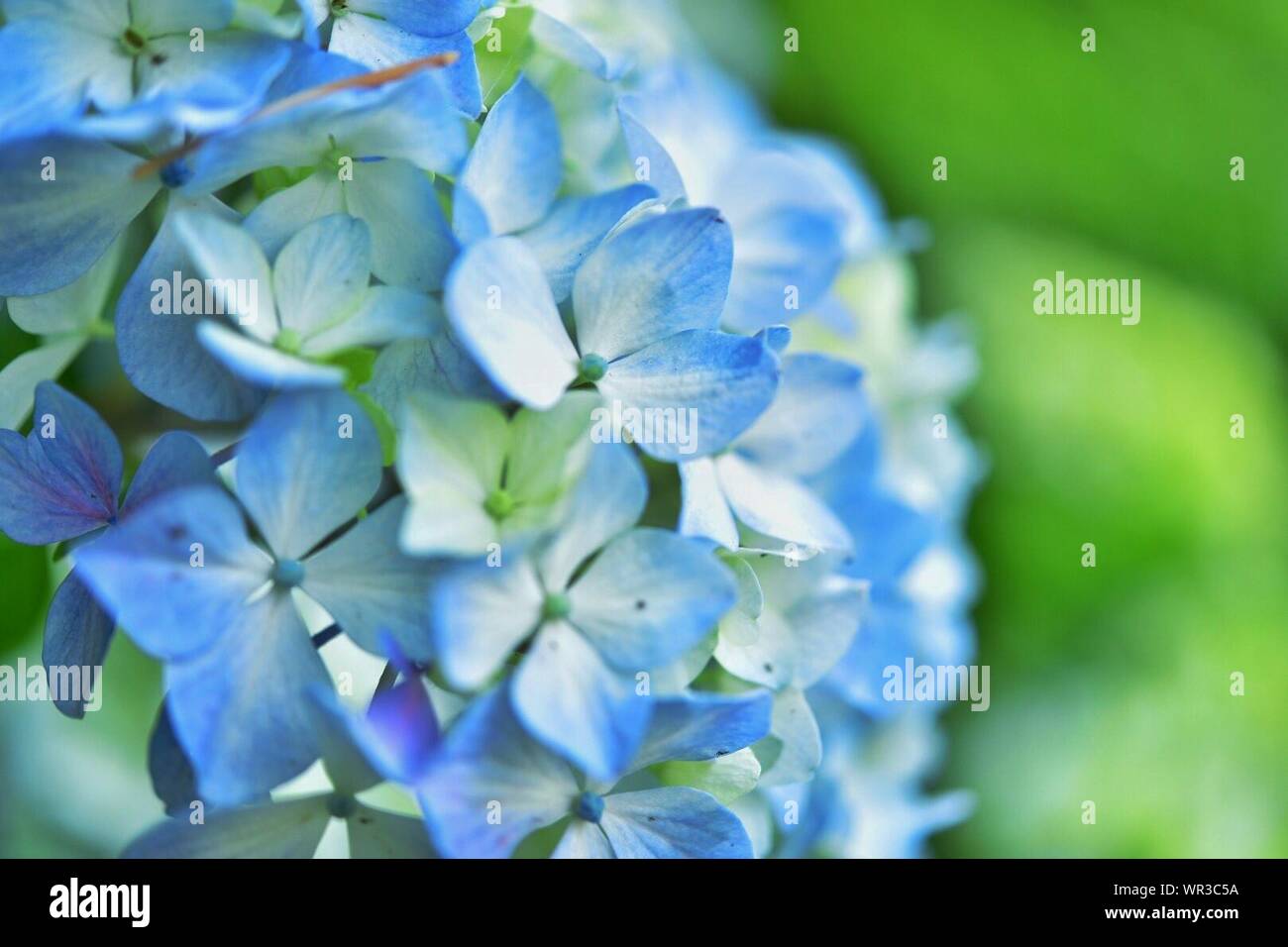 Hydrangea Field High Resolution Stock Photography and Images - Alamy