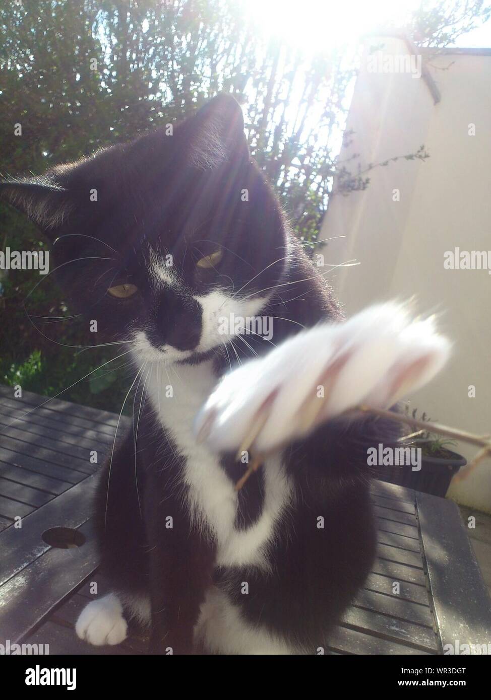 Raising cat hi-res stock photography and images - Alamy