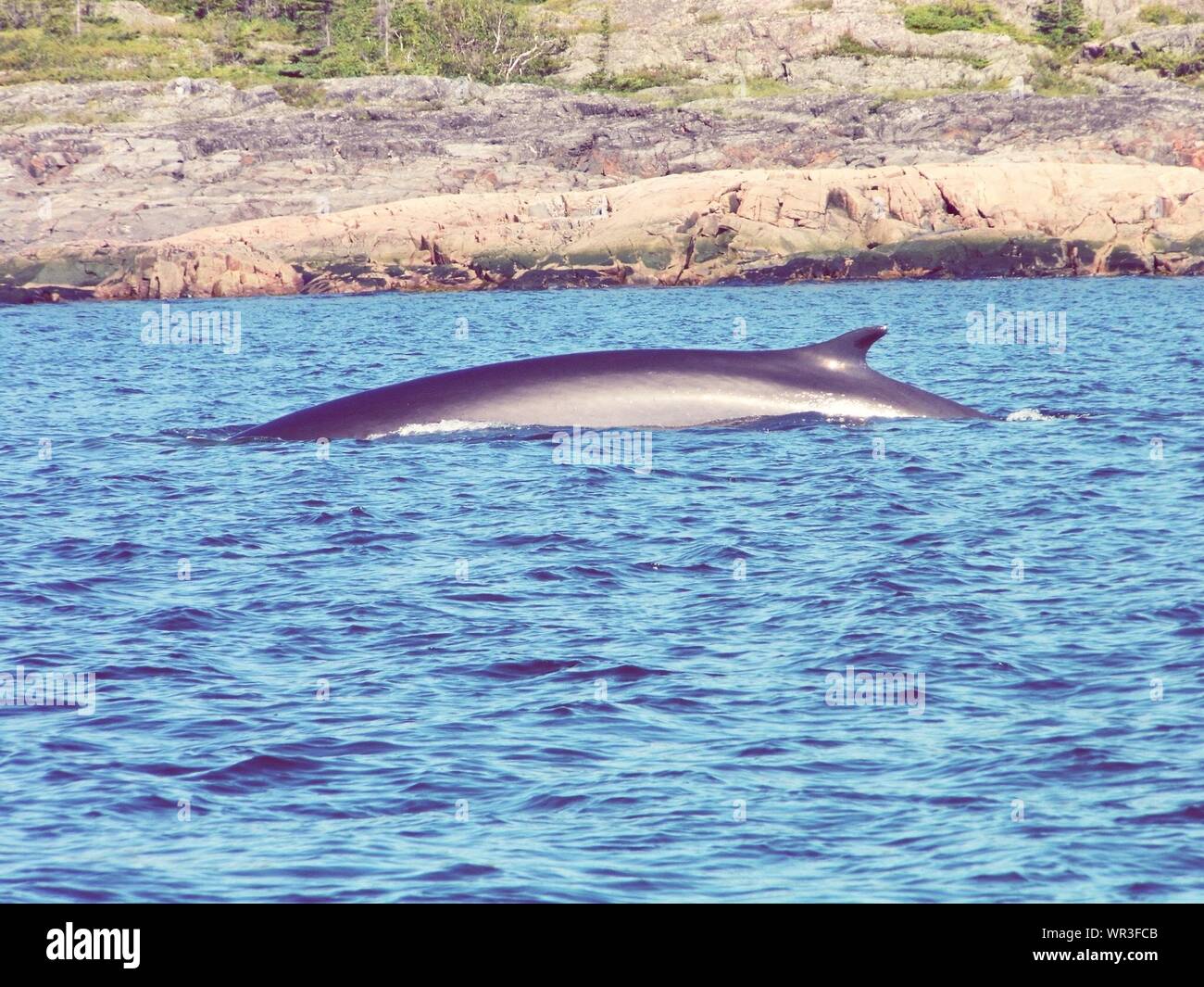 Blue whale swimming hi-res stock photography and images - Alamy