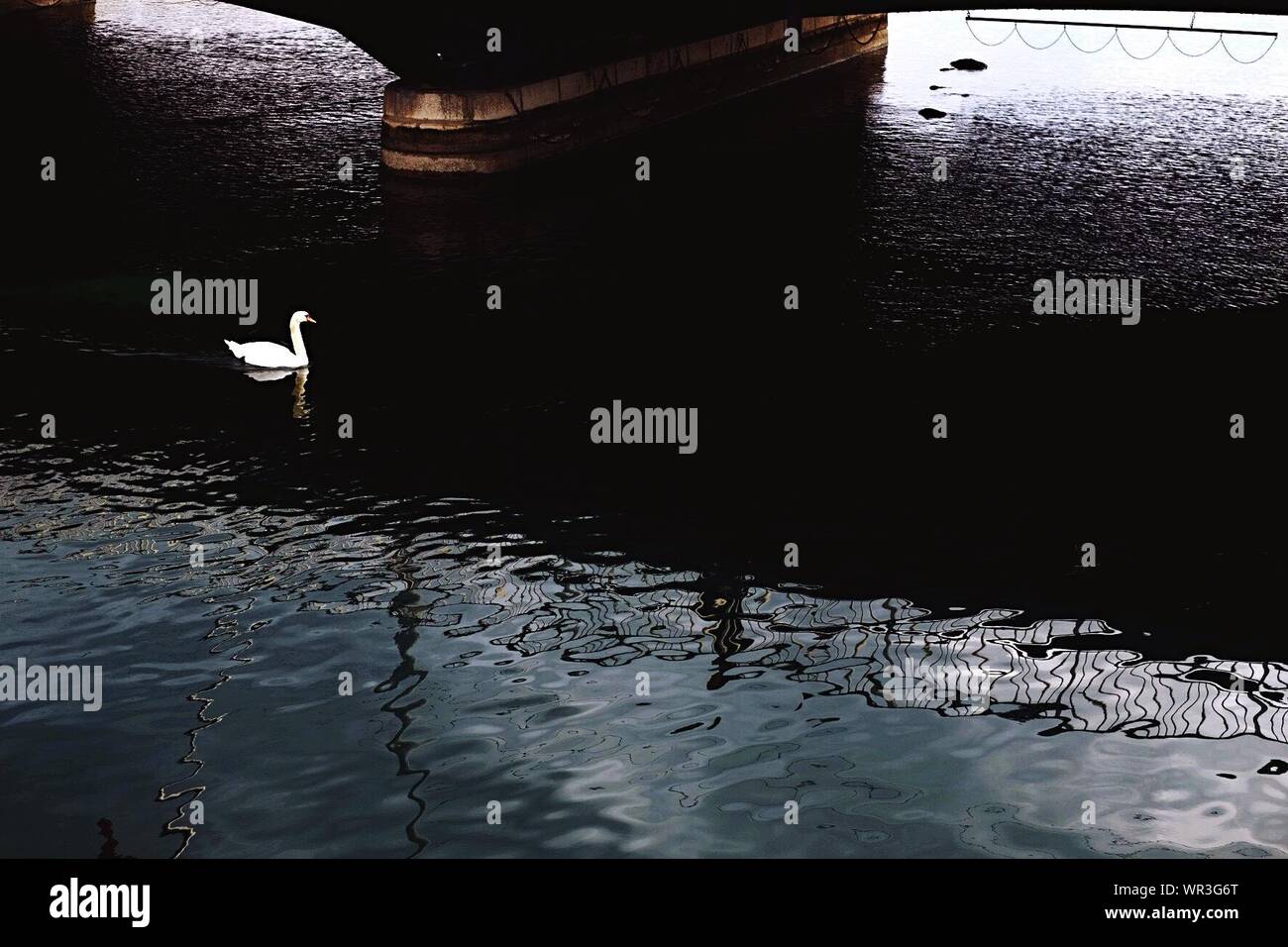 Bird under bridge hi-res stock photography and images - Alamy