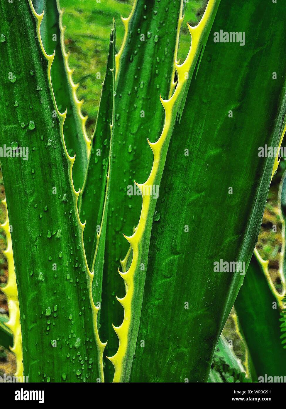 Season cactus hi-res stock photography and images - Alamy