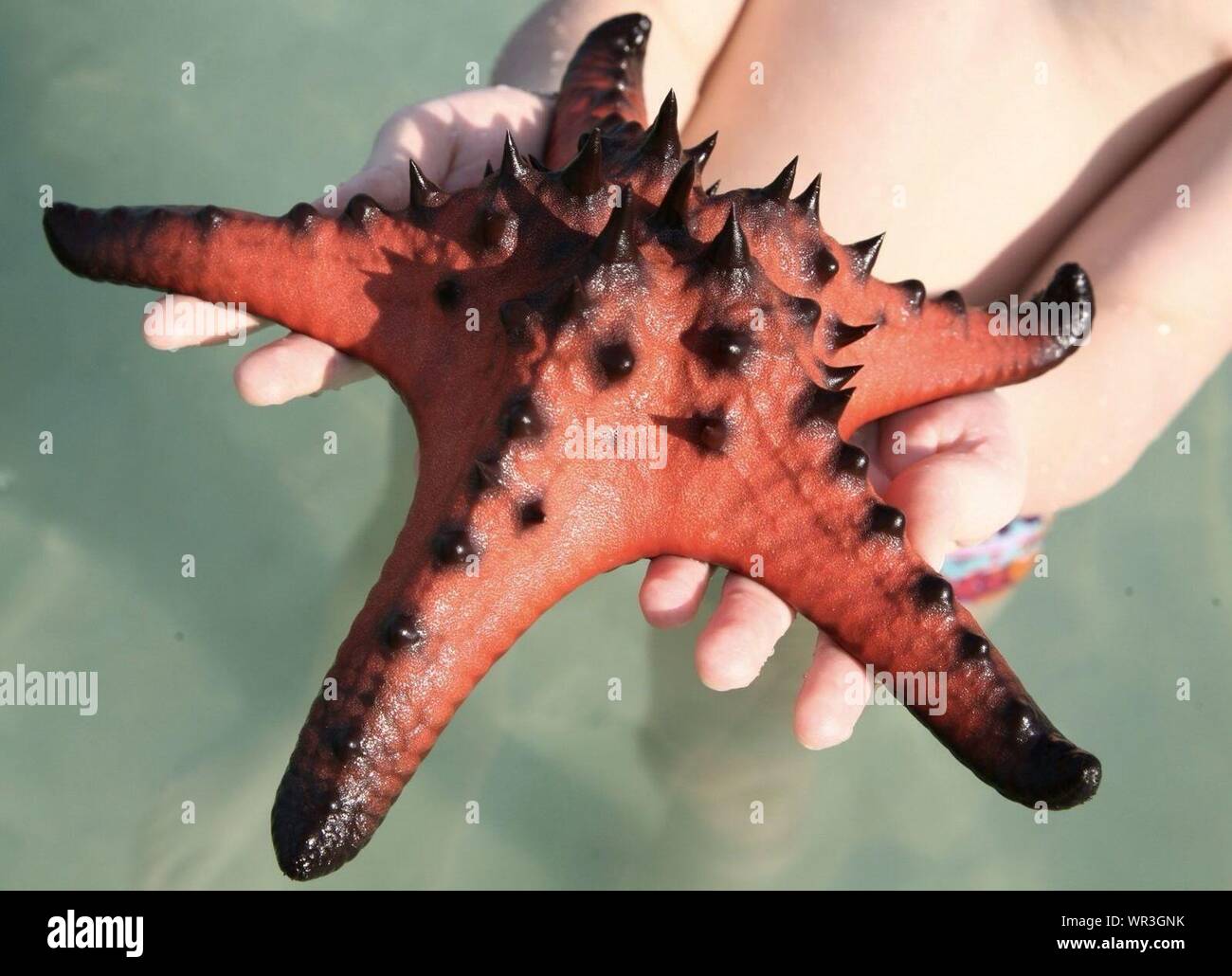 Real starfish hi-res stock photography and images - Alamy