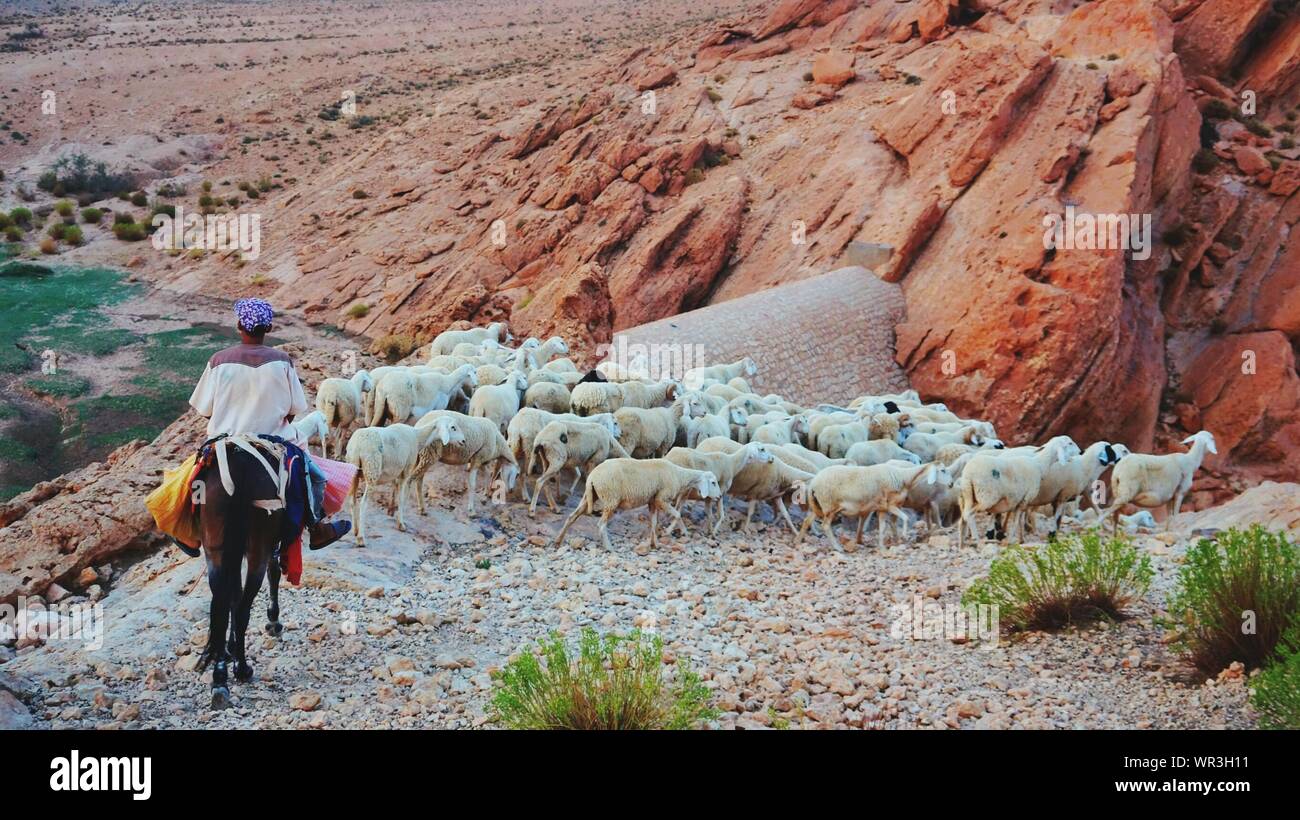 Shepherd riding hi-res stock photography and images - Alamy