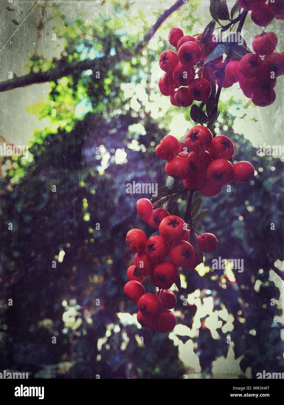 Season fruits hi-res stock photography and images - Alamy