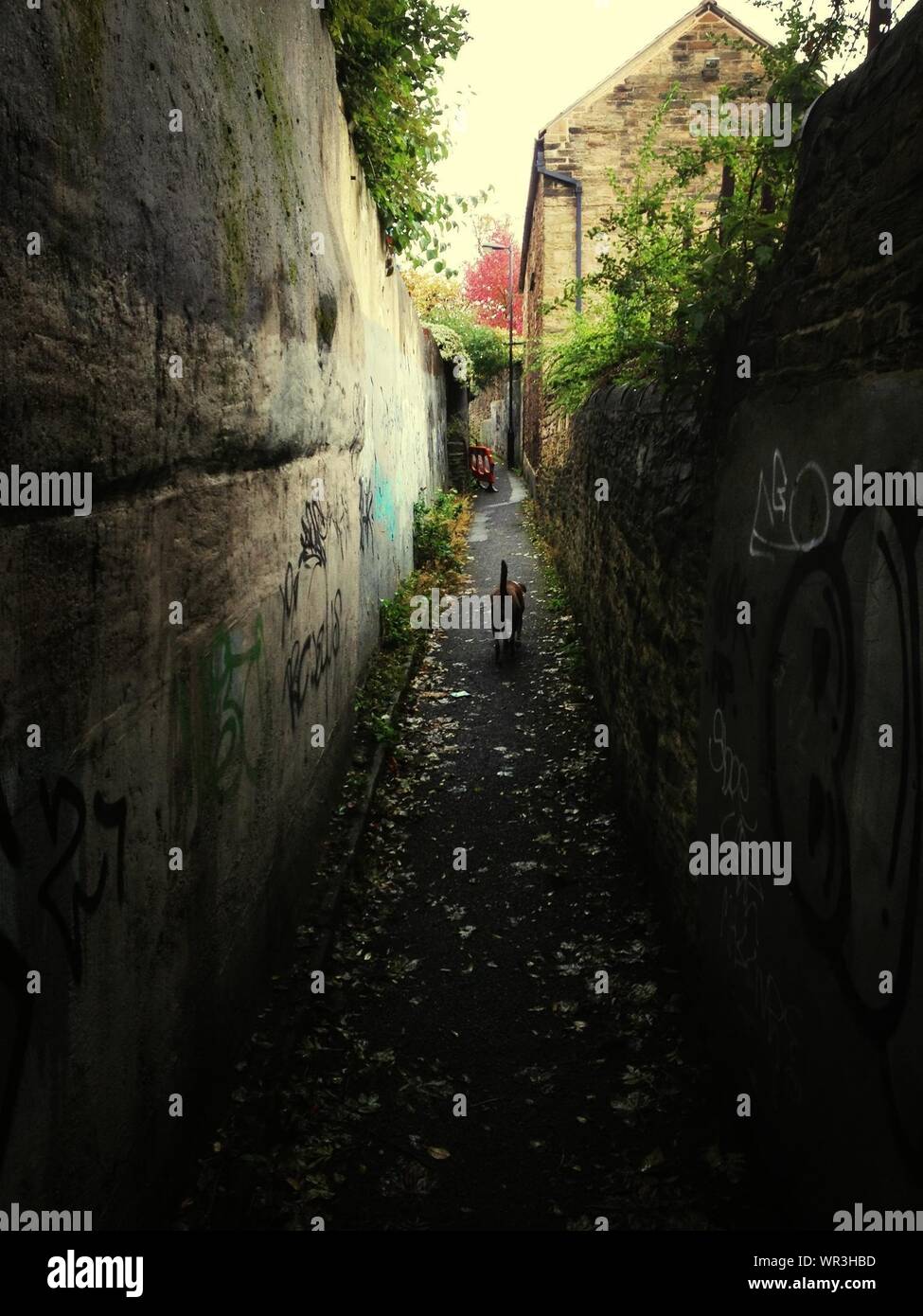 Alley dog hi-res stock photography and images - Alamy