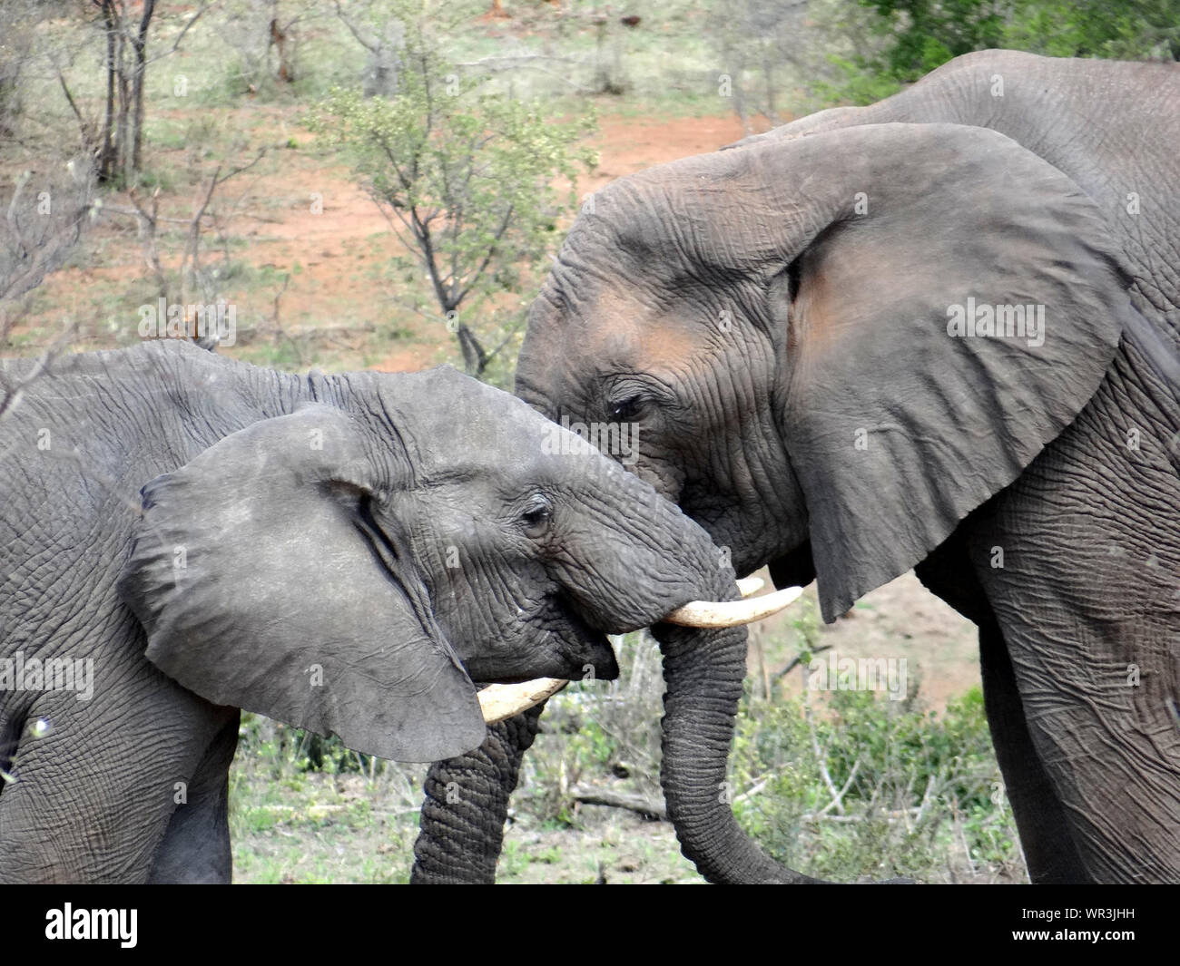 Side view of elephants head hi-res stock photography and images - Alamy