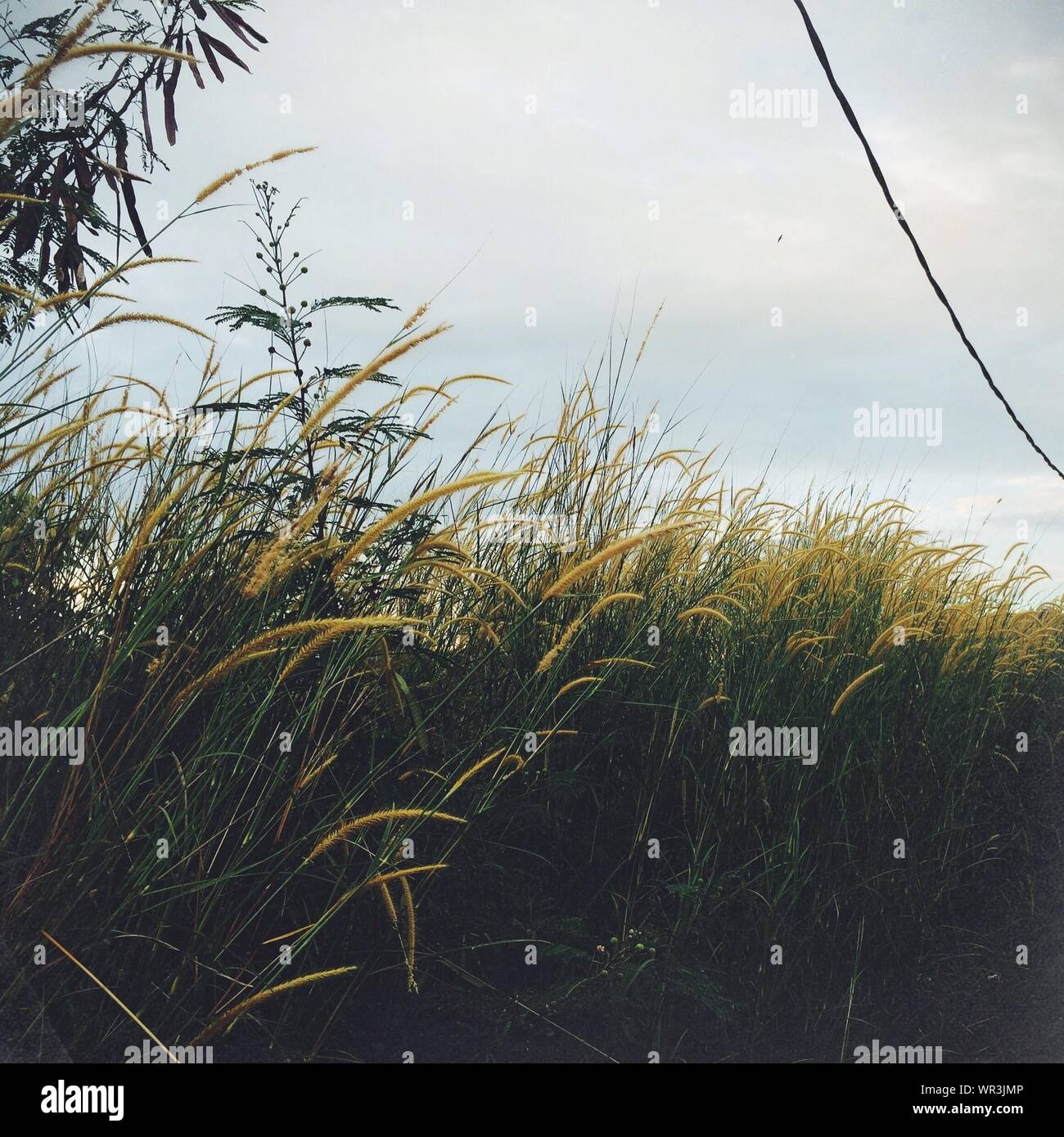 High grass hi-res stock photography and images - Alamy