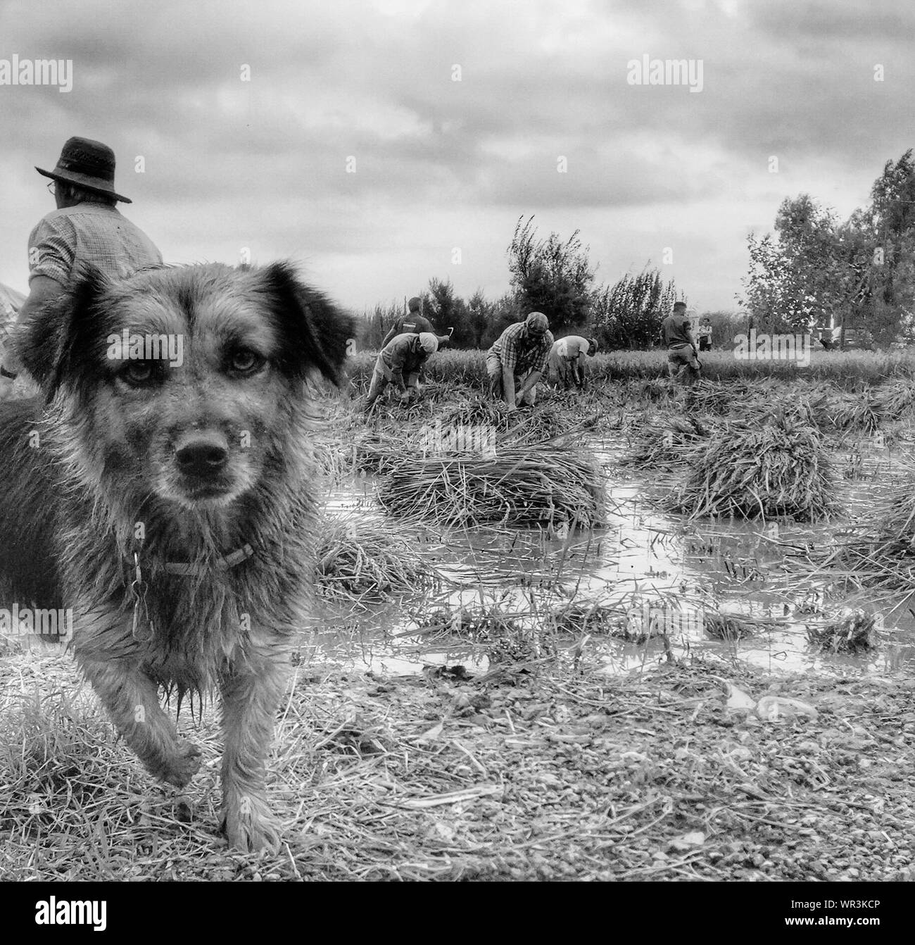 Farmers dog hi-res stock photography and images - Alamy