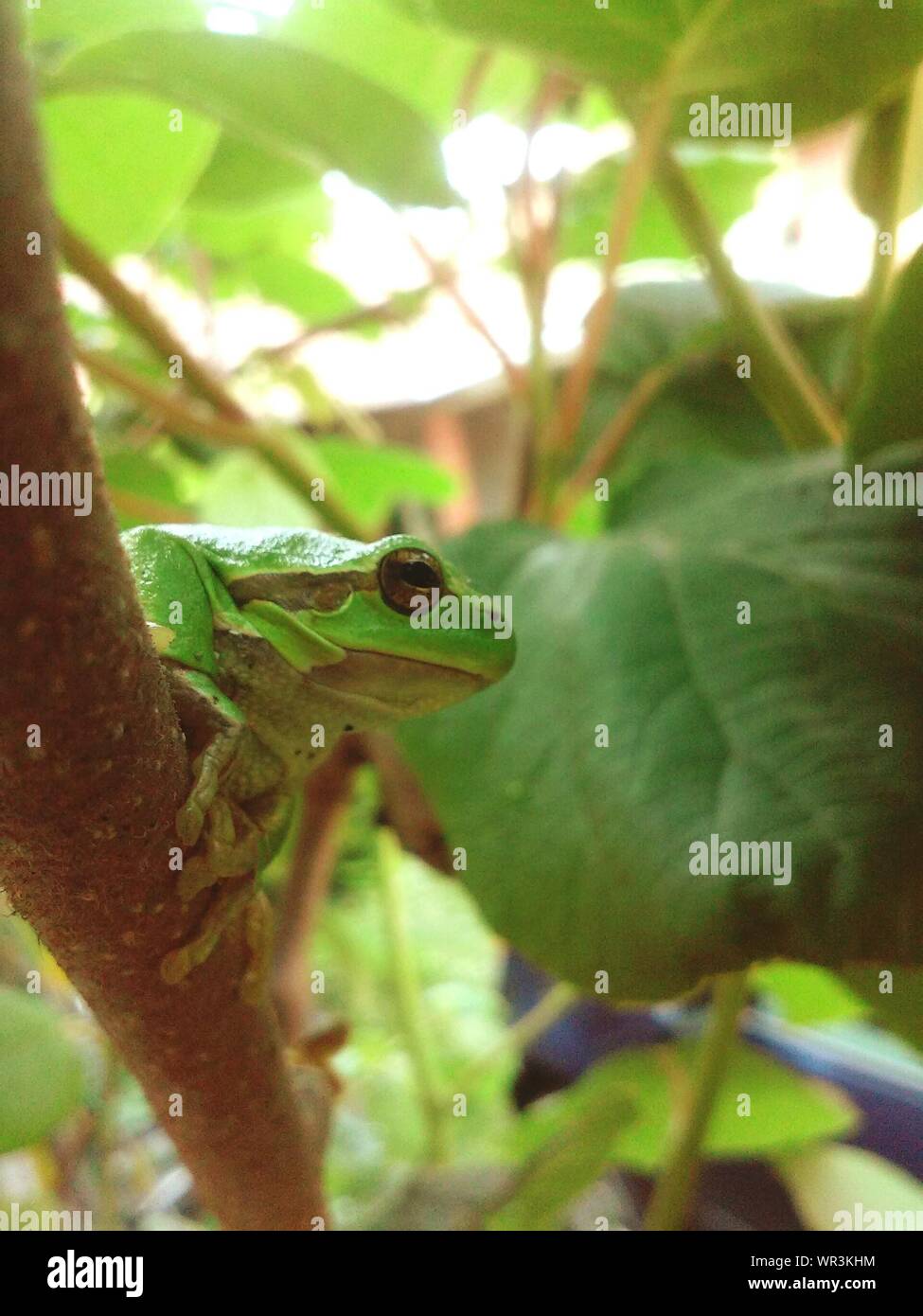 Frog on bench hi-res stock photography and images - Alamy