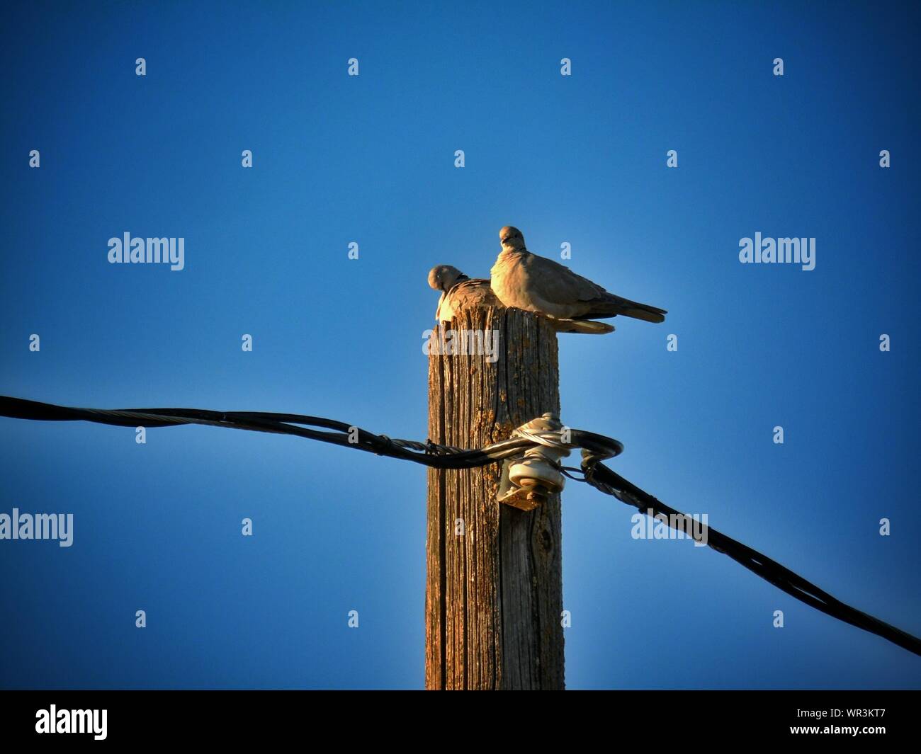 Pigeon post hi-res stock photography and images - Alamy