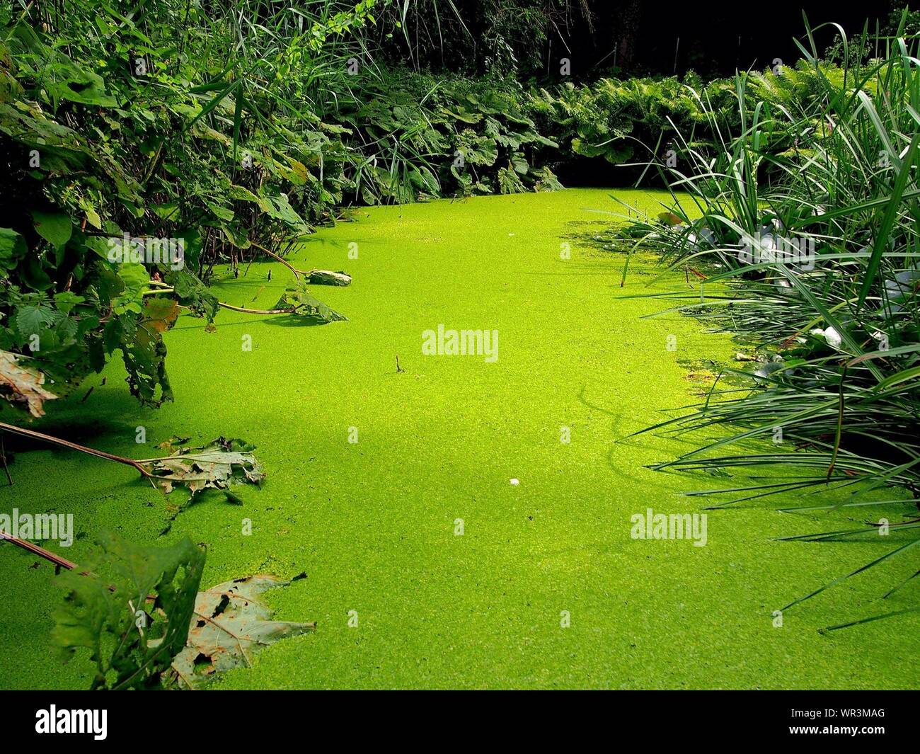 Garden stream moss hi-res stock photography and images - Alamy