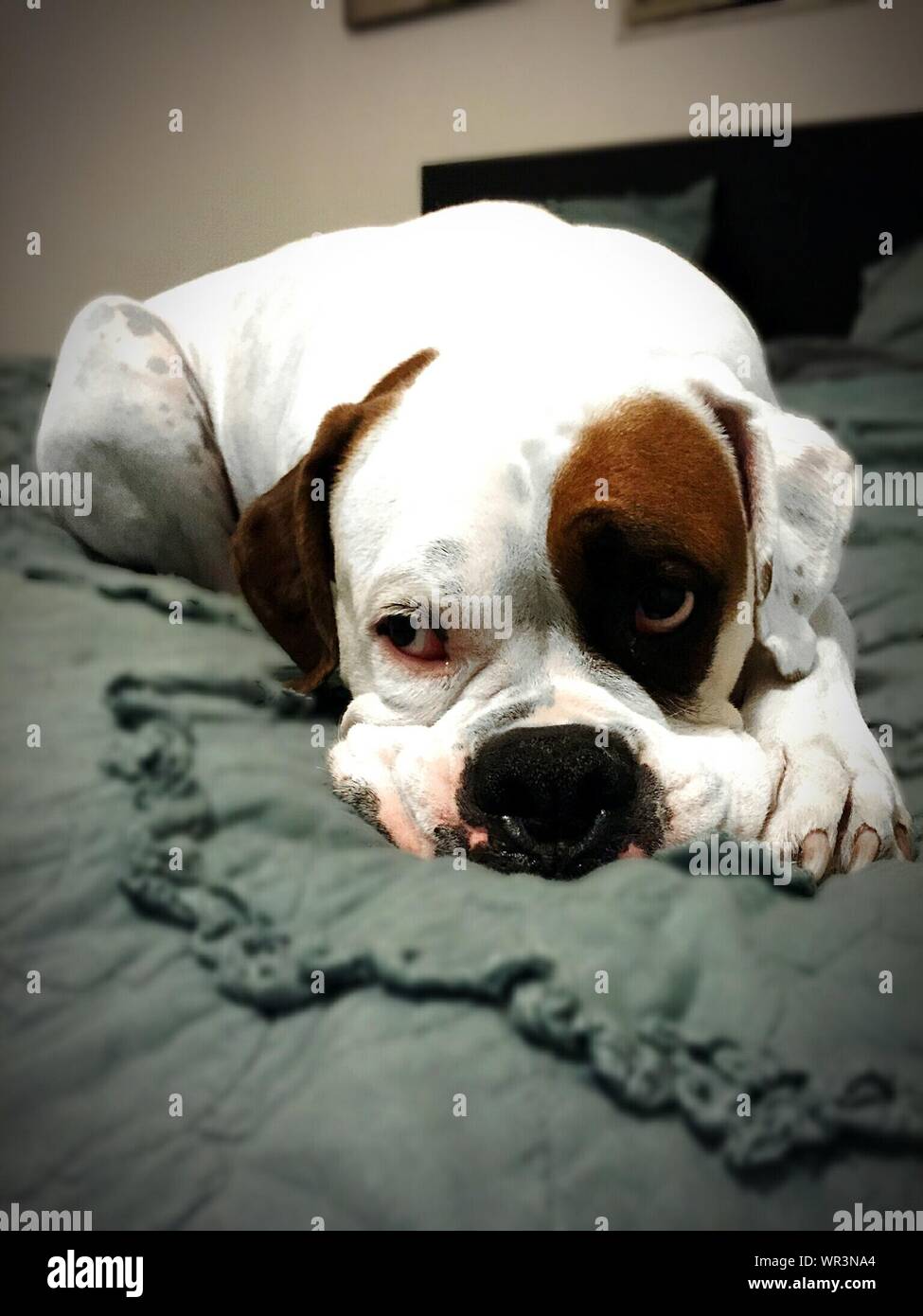 Boxer dog lying down on hi-res stock photography and images - Alamy