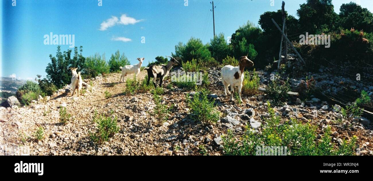 Goats free range hi-res stock photography and images - Alamy