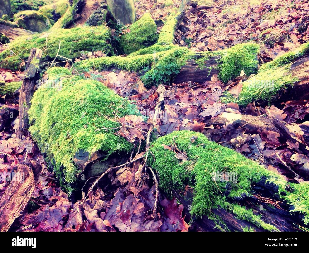 Very old fallen tree hi-res stock photography and images - Alamy