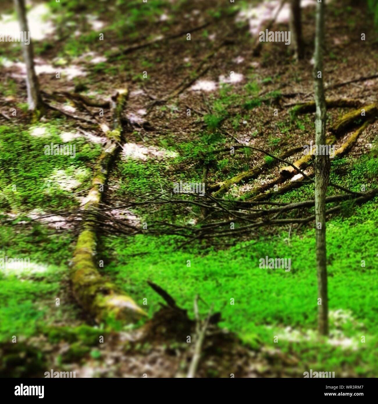 Moss on forest ground hi-res stock photography and images - Alamy