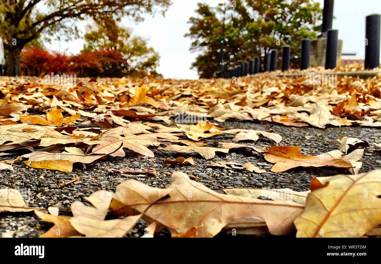 Spread leaves hi-res stock photography and images - Alamy