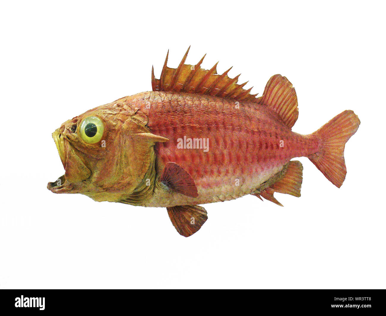 Dead Fish Eye Cut Out Stock Images & Pictures - Alamy