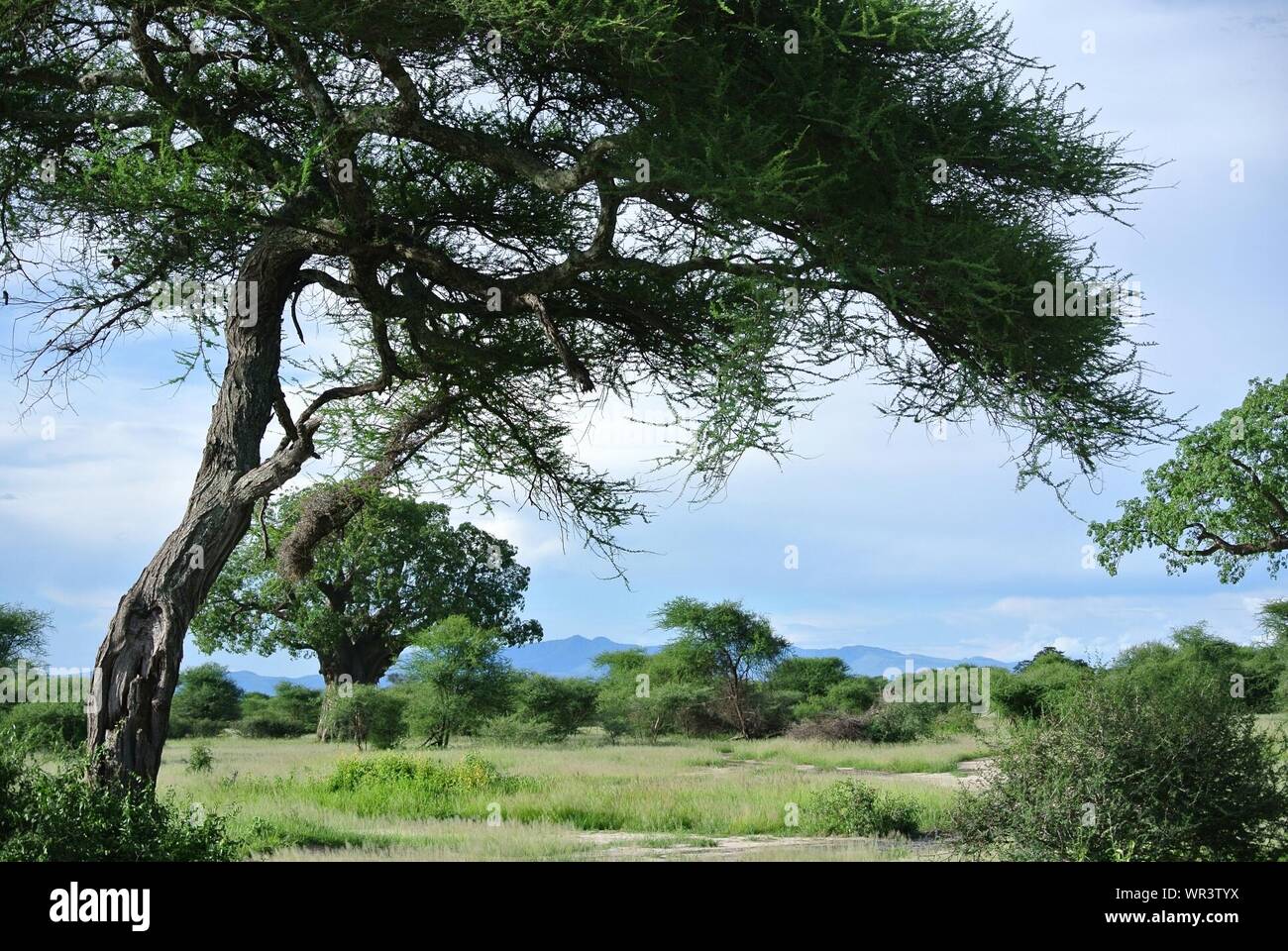Acacia tree forest hi-res stock photography and images - Alamy