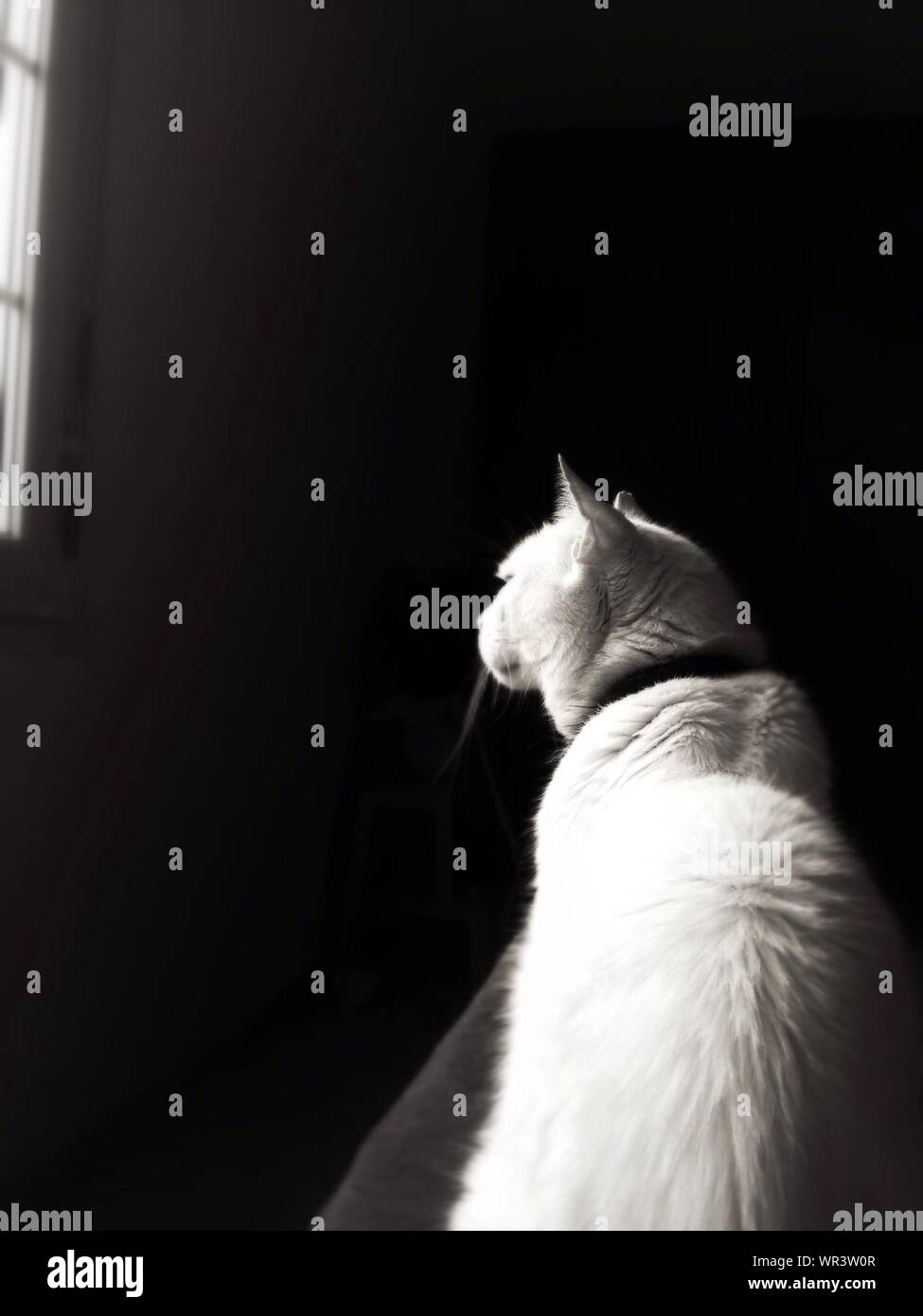Back view black cat sitting hi-res stock photography and images - Alamy