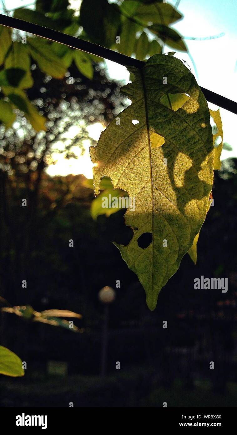 Chewed hi-res stock photography and images - Alamy