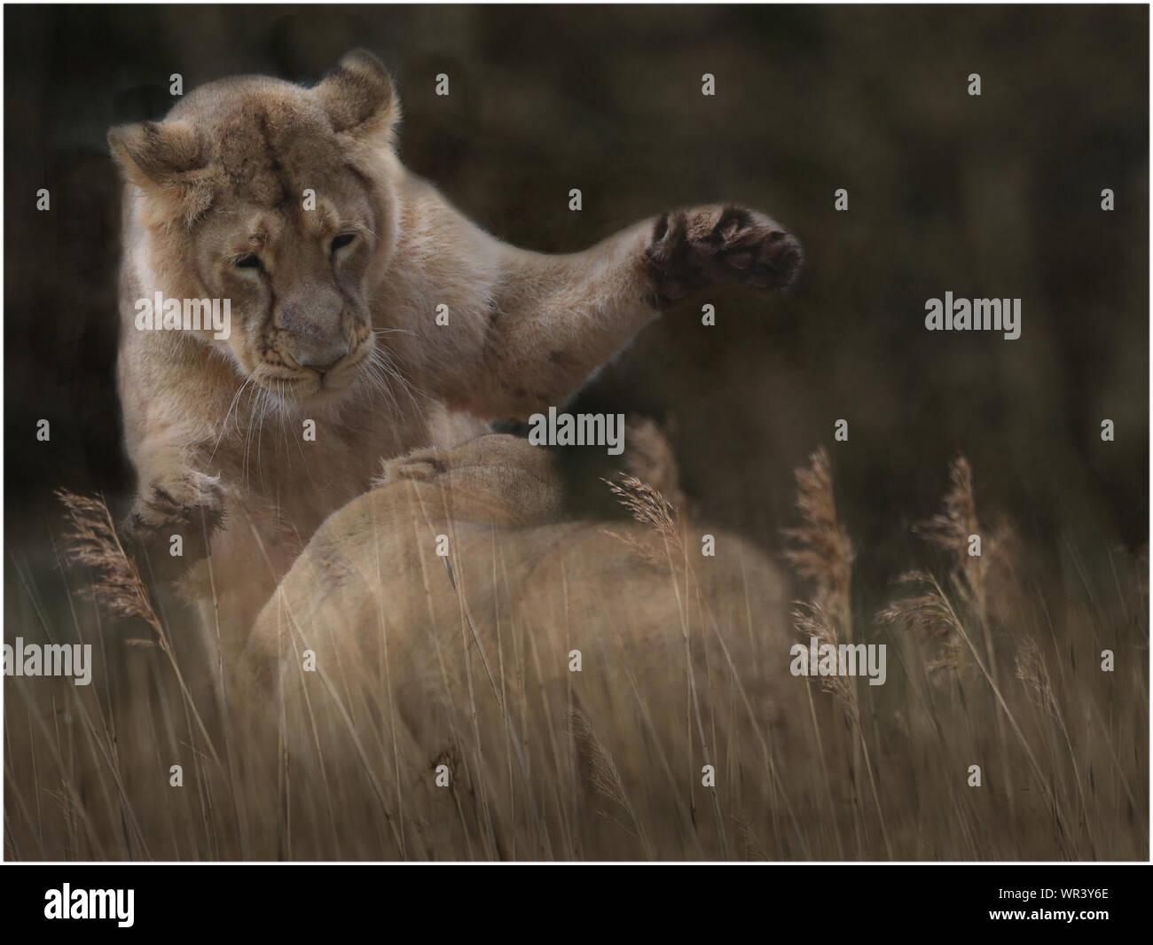 Lion cub in grass Cut Out Stock Images & Pictures - Alamy