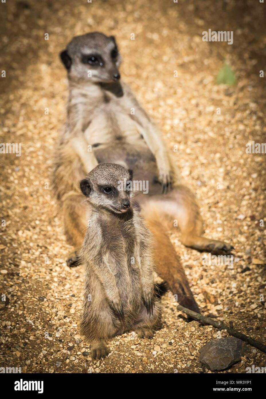 Female meerkats hi-res stock photography and images - Alamy