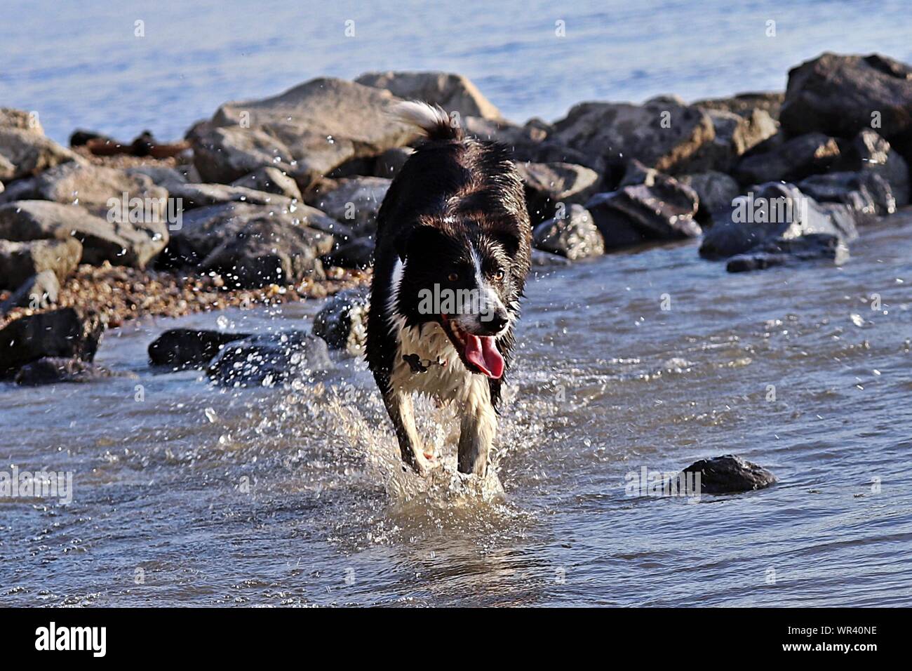 Collie beach hi-res stock photography and images - Alamy