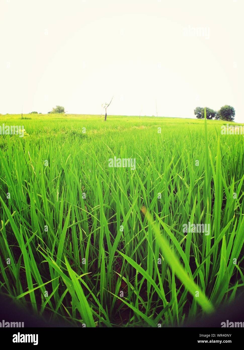 Straw paddy hi-res stock photography and images - Alamy