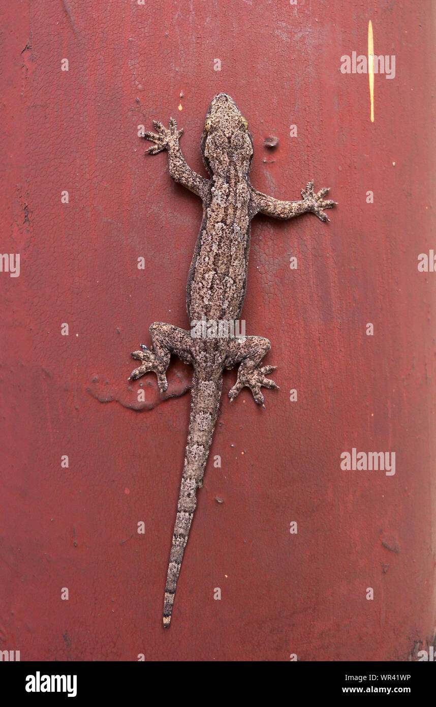 Metal lizard hi-res stock photography and images - Alamy