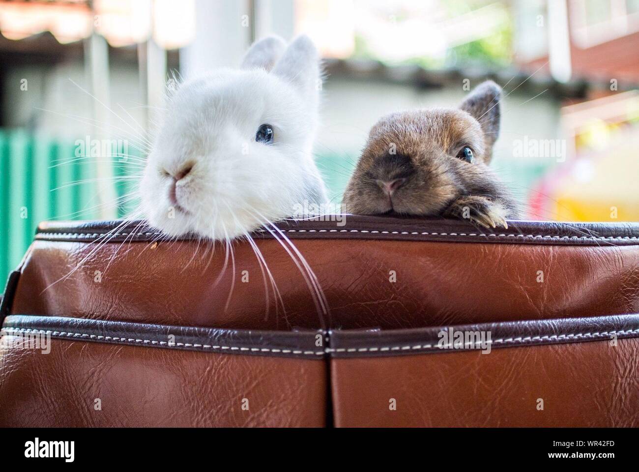 Two rabbits side by side hi-res stock photography and images - Alamy