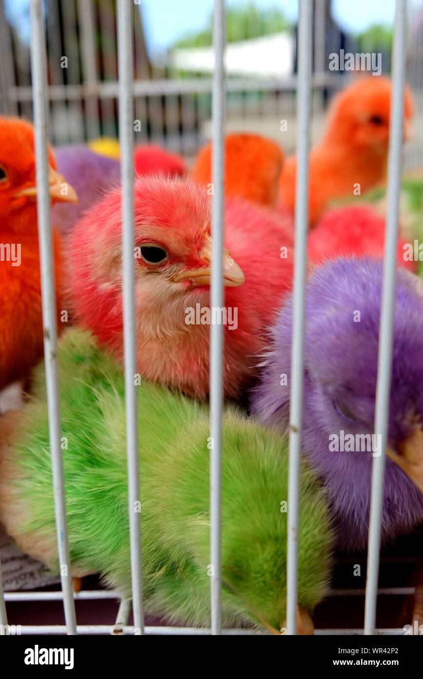 Colorful chicken hi-res stock photography and images - Alamy