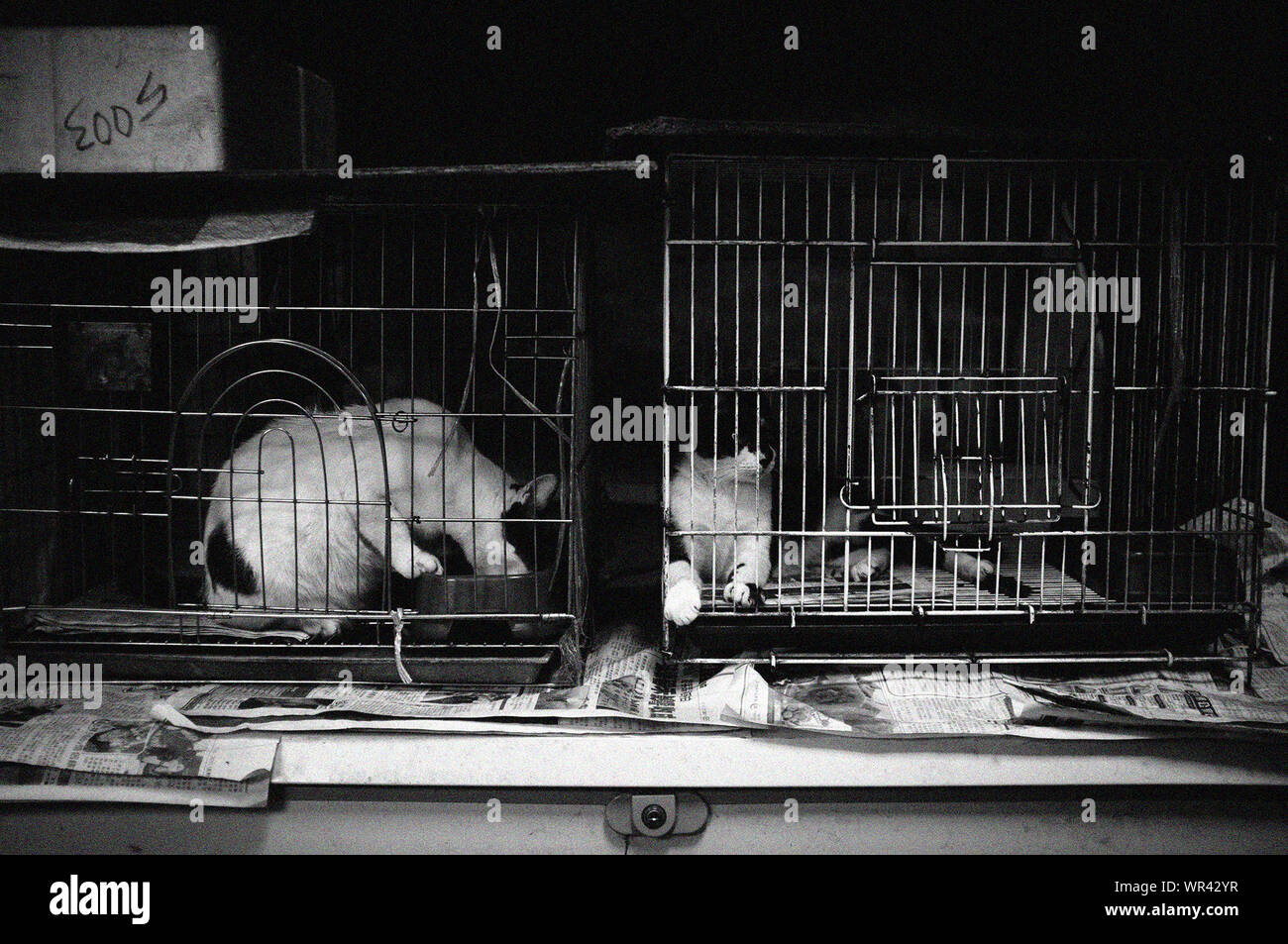 Cats in cages hi-res stock photography and images - Alamy