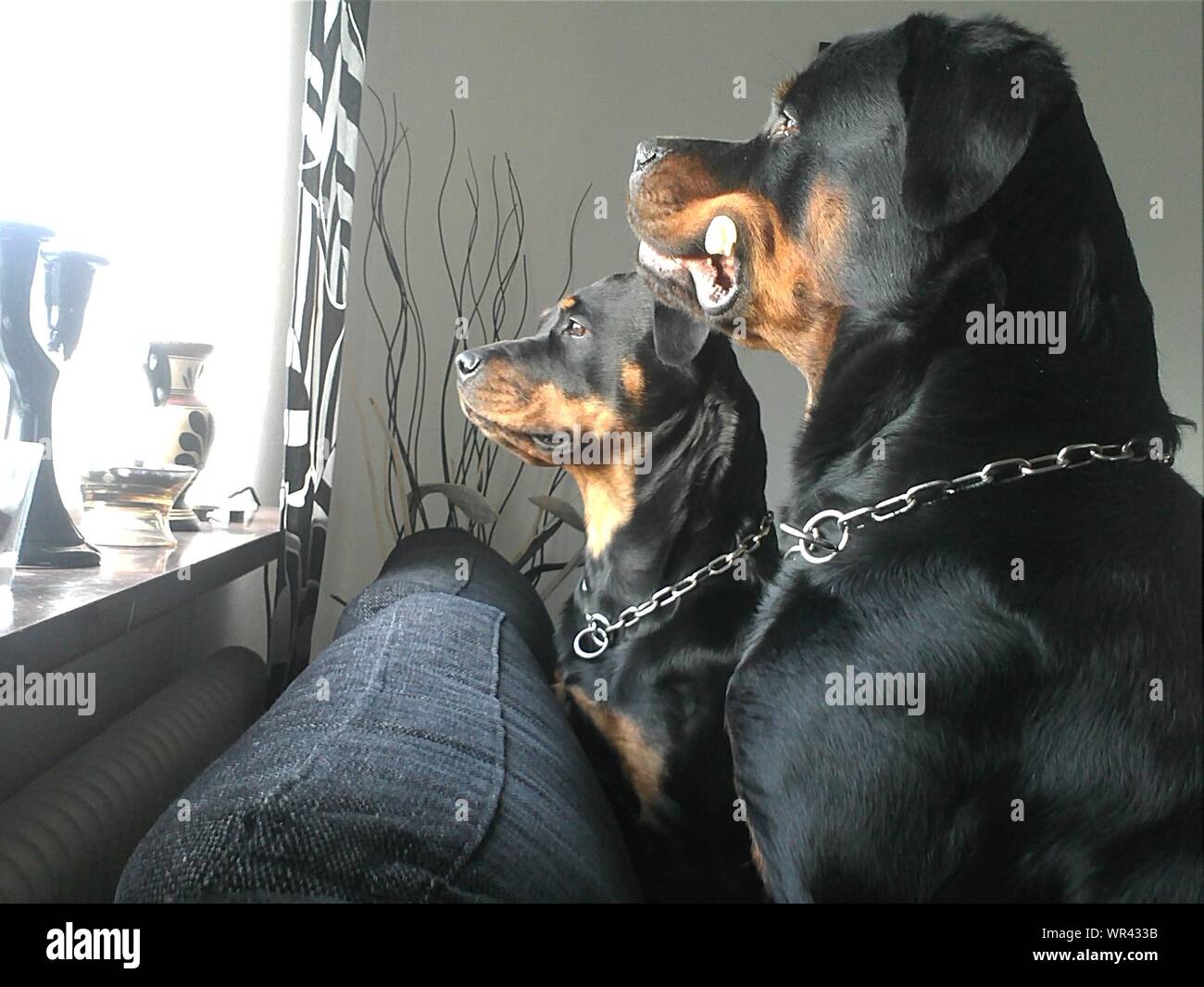 Rottweilers Two Dog Rottweiler High Resolution Stock Photography and ...