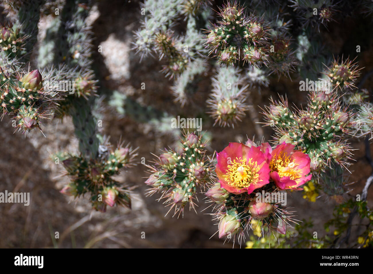 Spiny-Fruit Cholla Cylindropuntia Acanthocarpa Cactus from Northern New ...