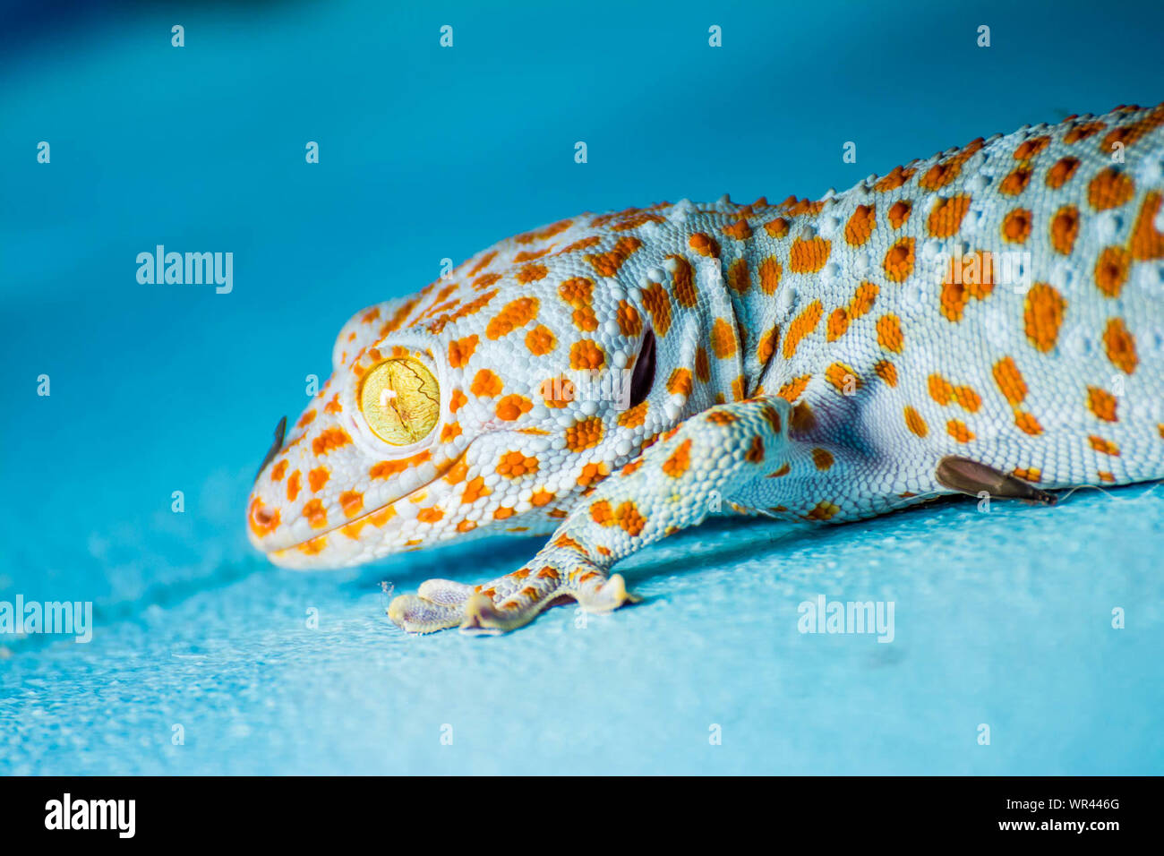 Spotted day gecko hi-res stock photography and images - Alamy