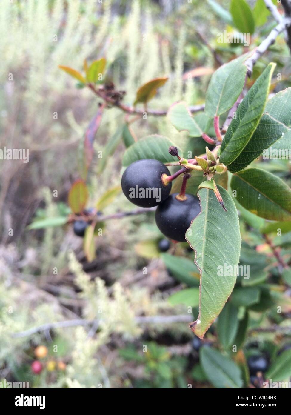 Huckleberry tree hi-res stock photography and images - Alamy