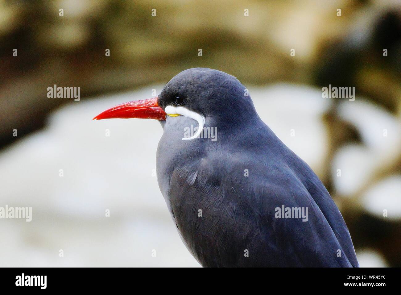 Red beak bird hi-res stock photography and images - Alamy